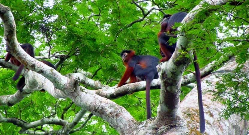 Parc national de Taï (une envoutante biodiversité) | Biodiversité de Côte d'Ivoire